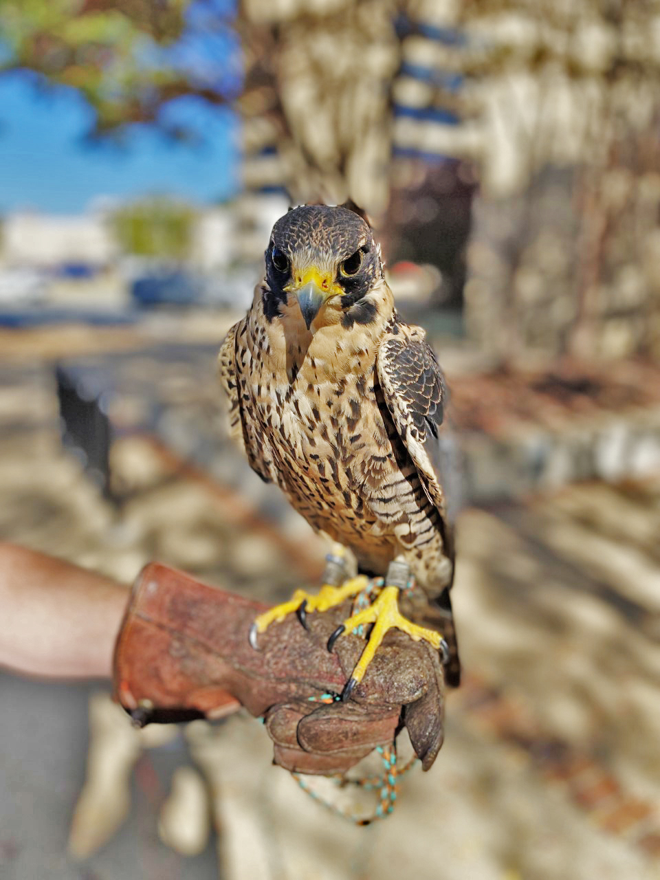 World Falconry Day | Delta Digital News Service