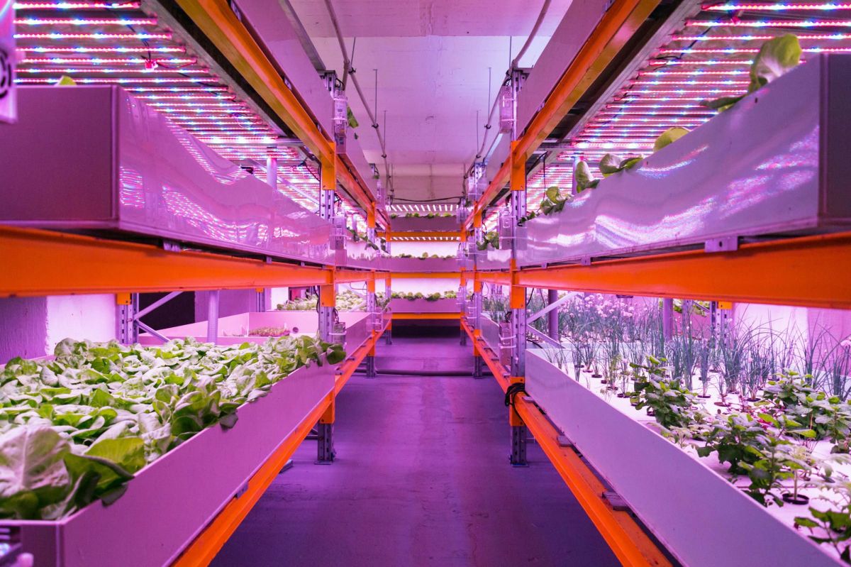 Brent Floating Farms aims to “revolutionize agriculture” | Delta ...